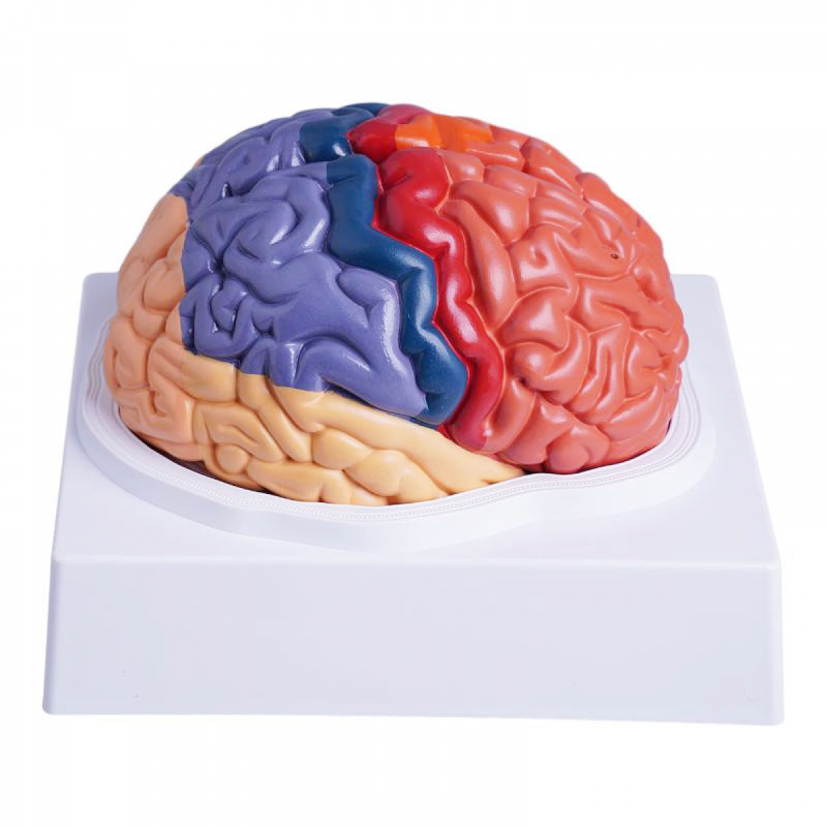 MYASKRO Color-Coded Human Brain Model — Life-Size